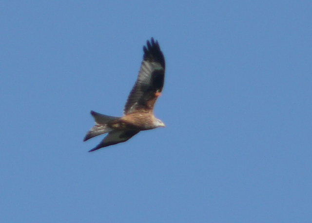 Pete's Walks - Red Kite