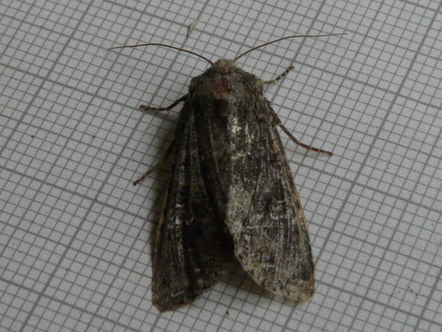Pete's Walks - Cabbage Moth