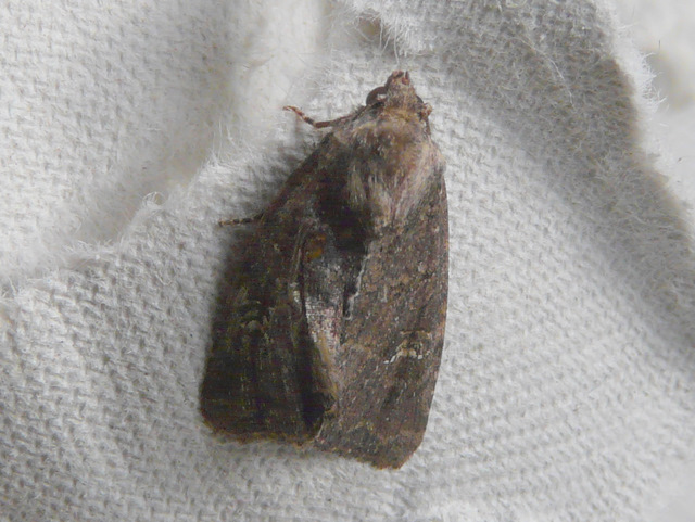 Pete's Walks - Common Rustic agg.