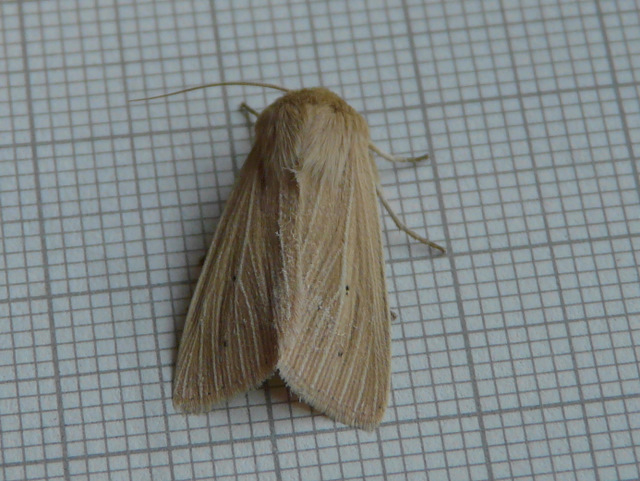 Pete's Walks - Common Wainscot