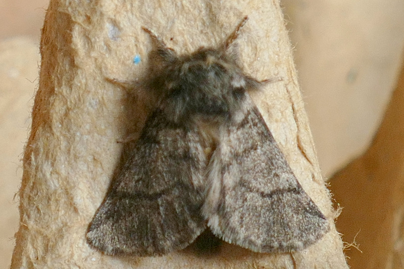 Pete's Walks - Oak Processionary