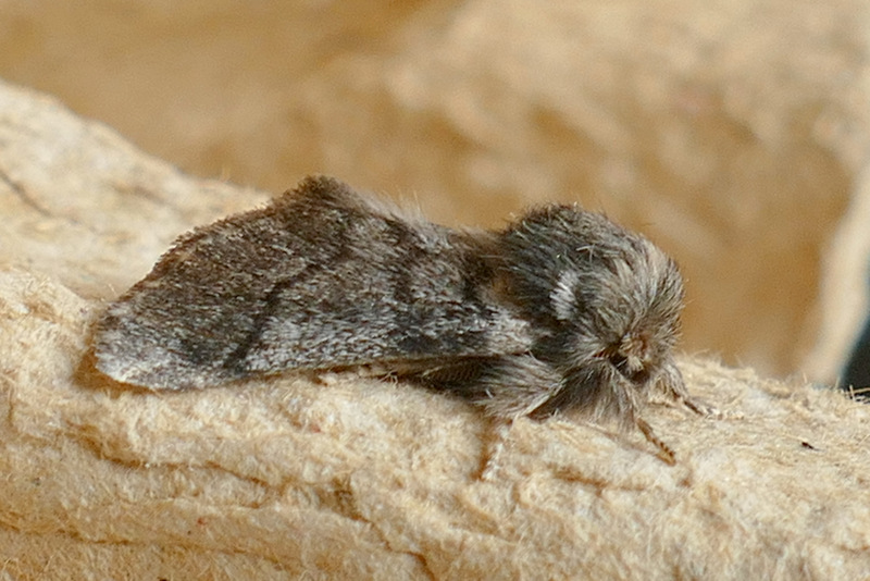 Pete's Walks - Oak Processionary