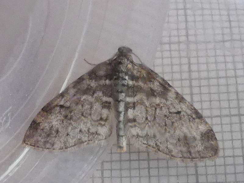 Pete's Walks - Seraphim