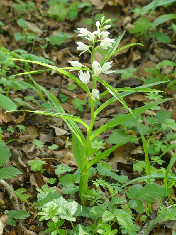 Pete's Walks - Sword-leaved Helleborine