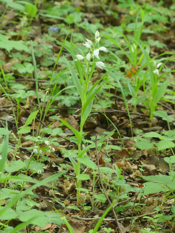 Pete's Walks - Sword-leaved Helleborine
